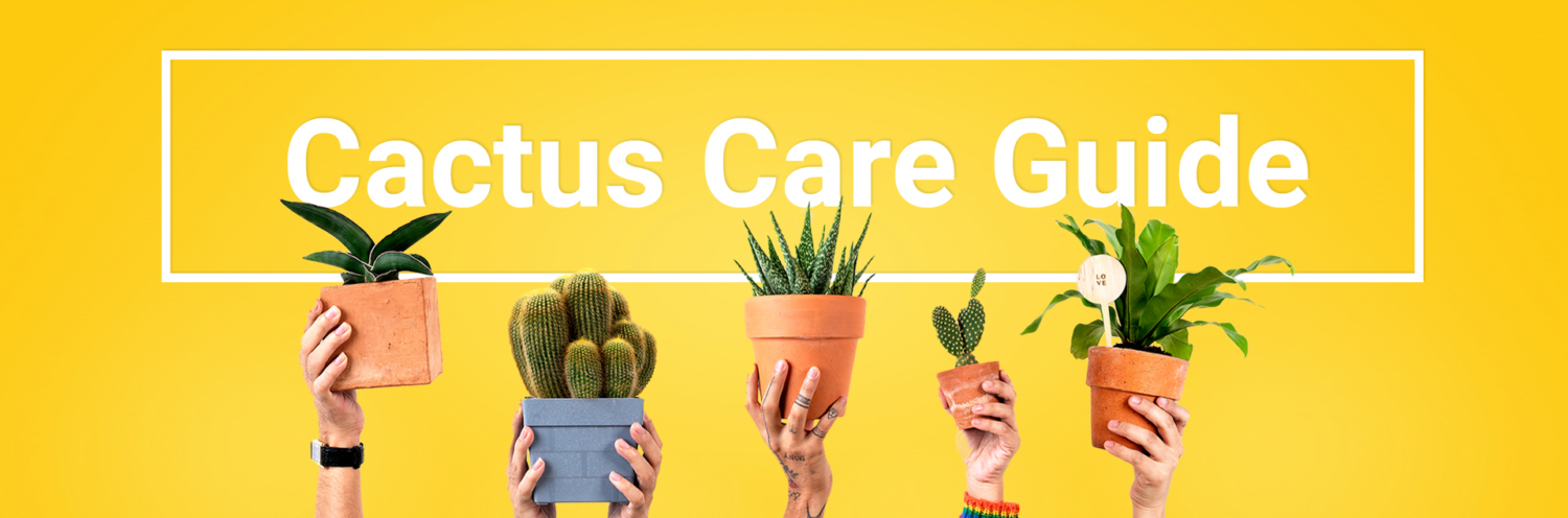 Cactus Care Guide | University of Iowa Energy Collaborative